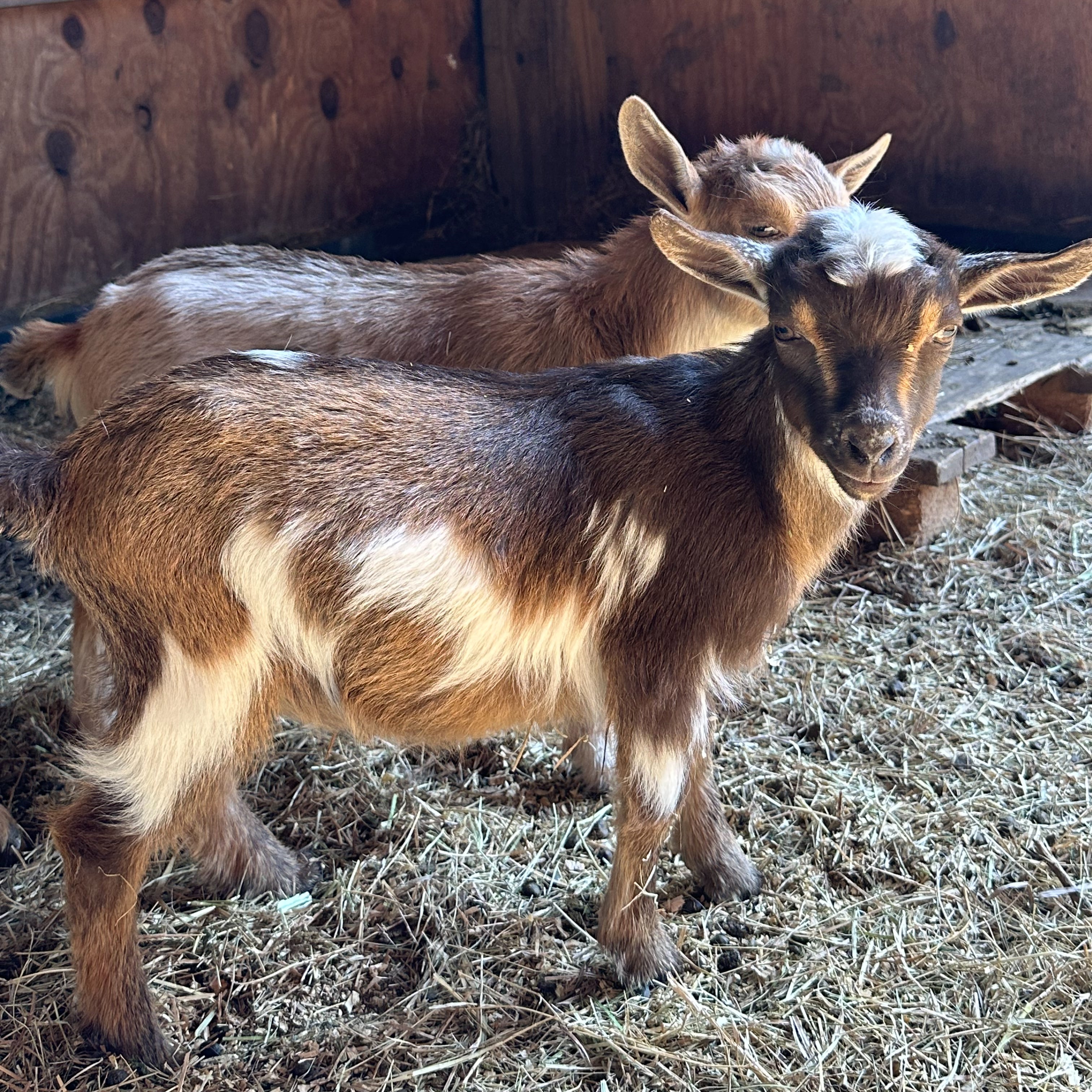 Fern - 99 Oaks Cooper's Wild Fern - ADGA Registered Nigerian Dwarf Doe