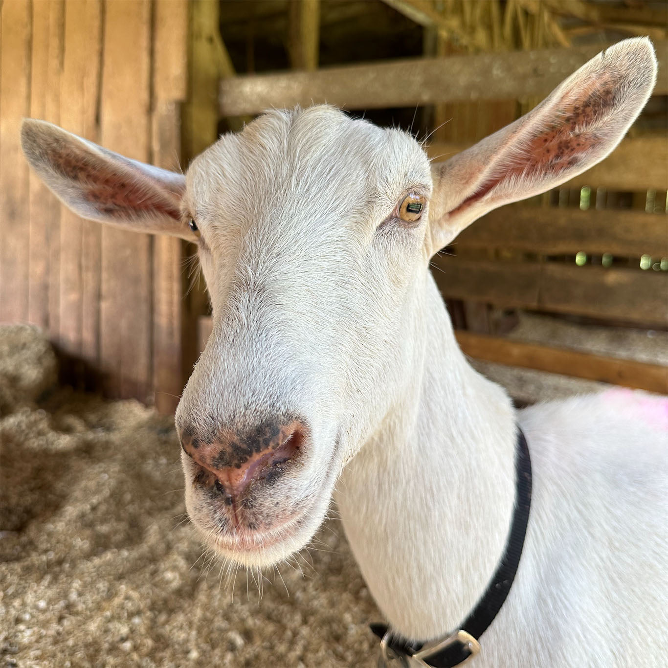 ADGA Registered Saanen Doe: Lilly | 99 Oaks Farm