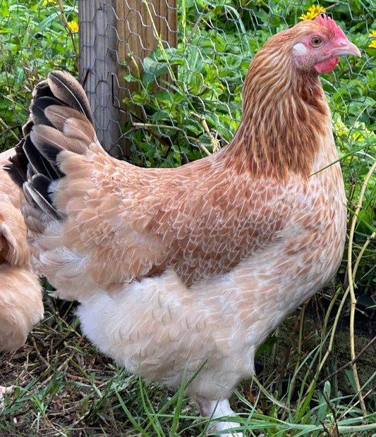 Chicks & Hatching Eggs – 99 Oaks Farm