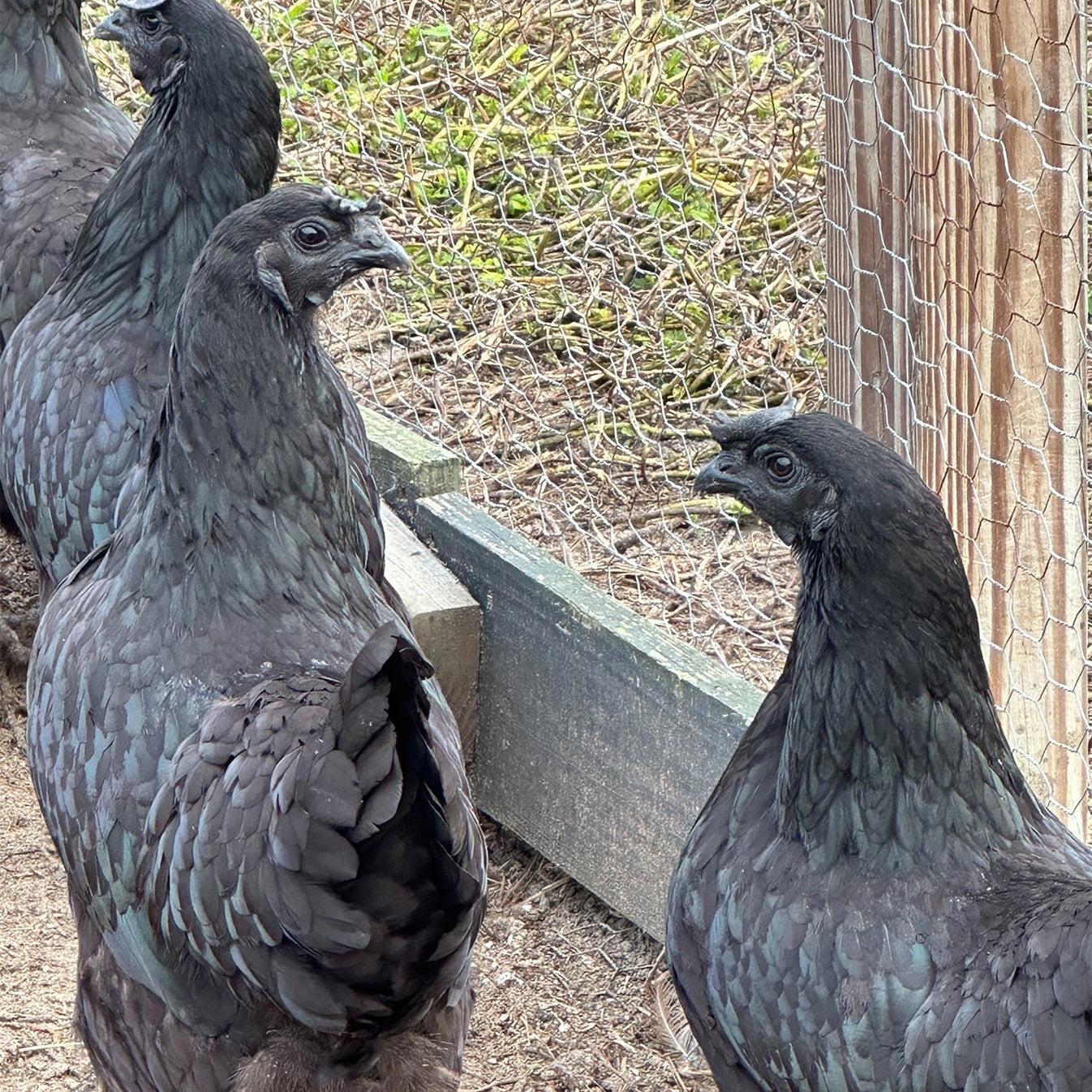 Ayam Cemani Chicks & Hatching Eggs